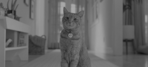 Meet Morris the Cat | 9Lives